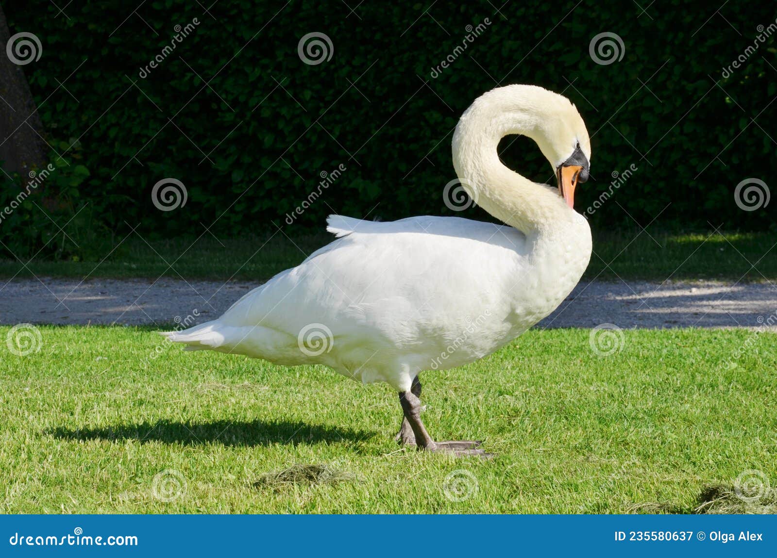 White Swan, Royal Swan, Swan on the Green Lawn Stock Image - Image of ...