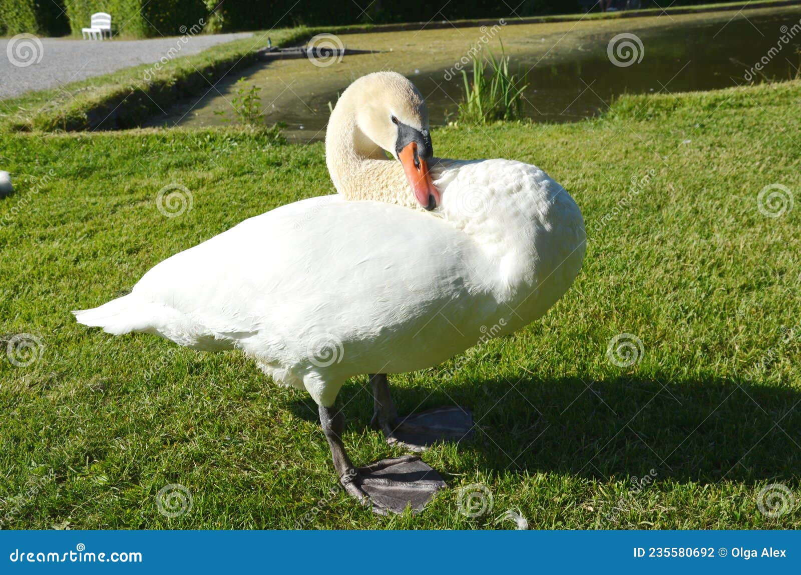 White Swan, Royal Swan, a Swan Basking in the Sun Stock Photo - Image ...