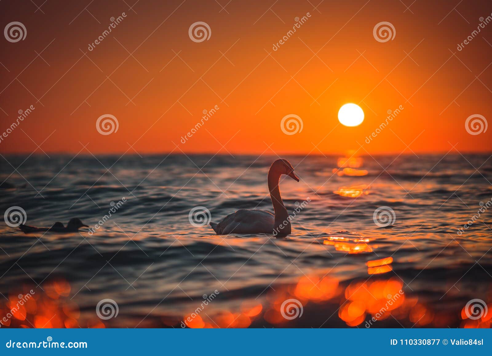 White Swan in the Sea,sunrise Shot Stock Image - Image of graceful ...