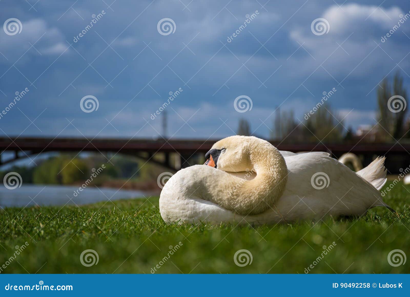 White Swan Sleeping and Relaxing on the Green Grass of the Riverbank ...