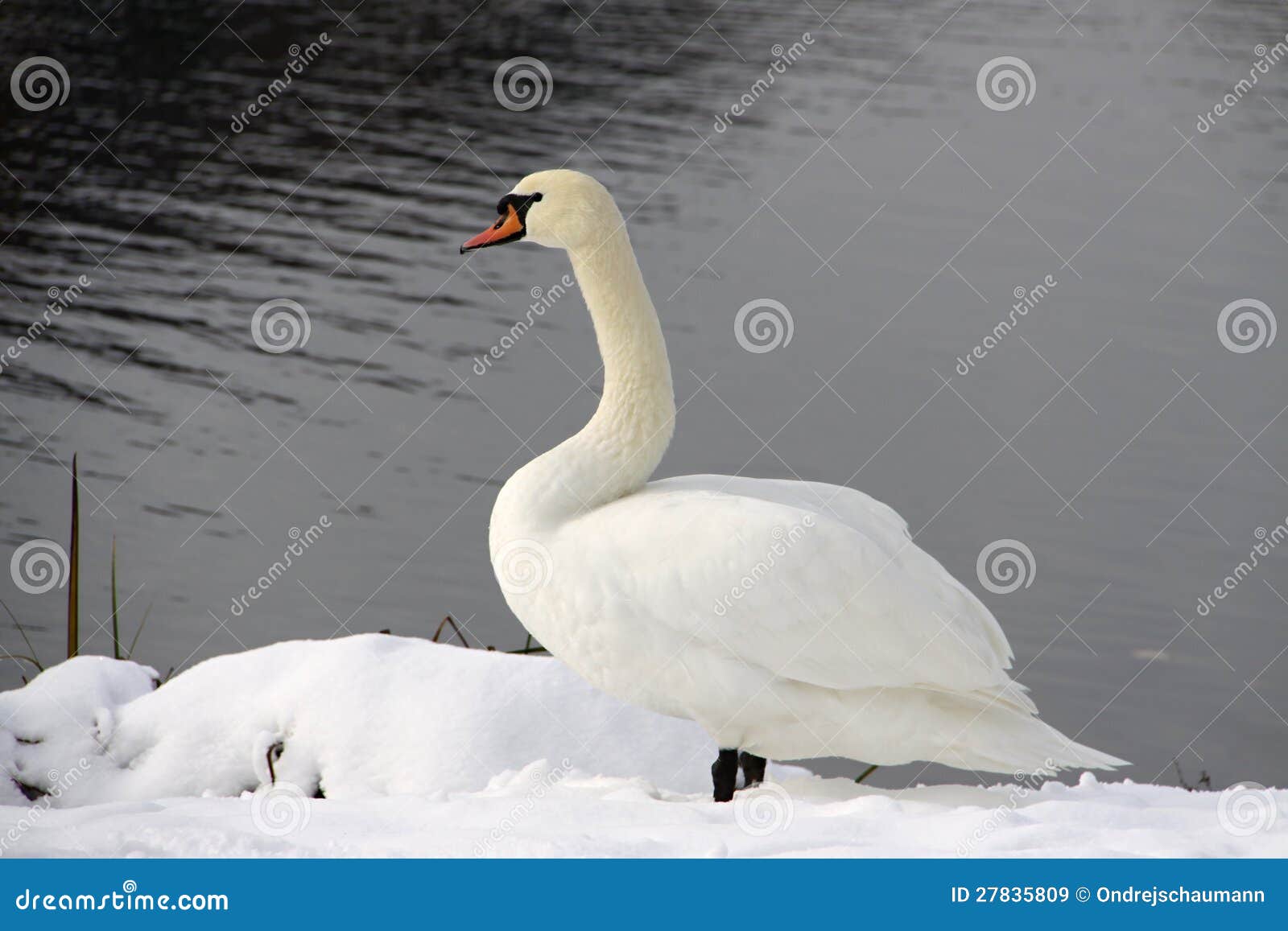 White swan on the snow stock image. Image of pond, beautiful - 27835809