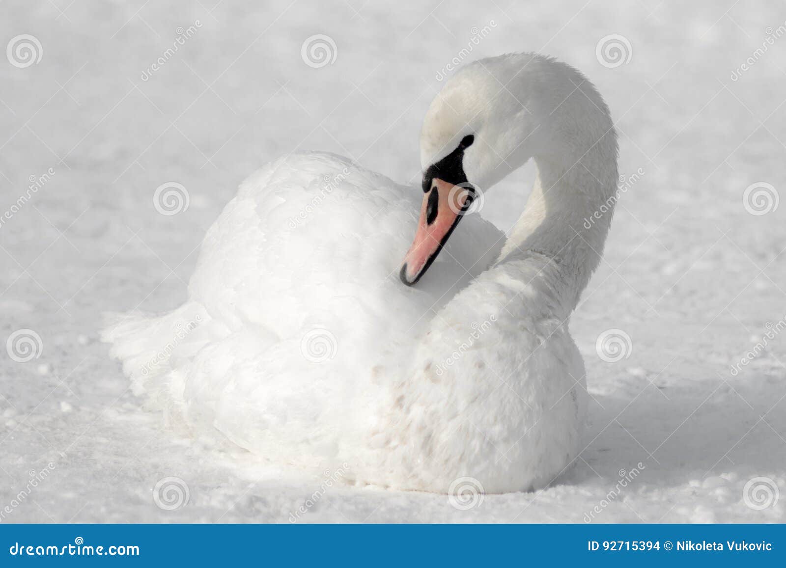 White swan on snow stock photo. Image of wildlife, white - 92715394
