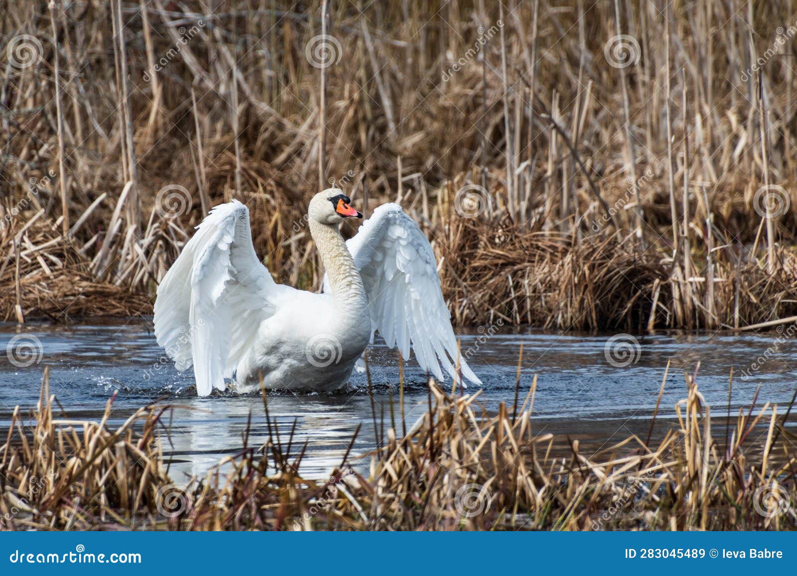 A White Swan Spread His Wings Wide Stock Image - Image of nature, white ...