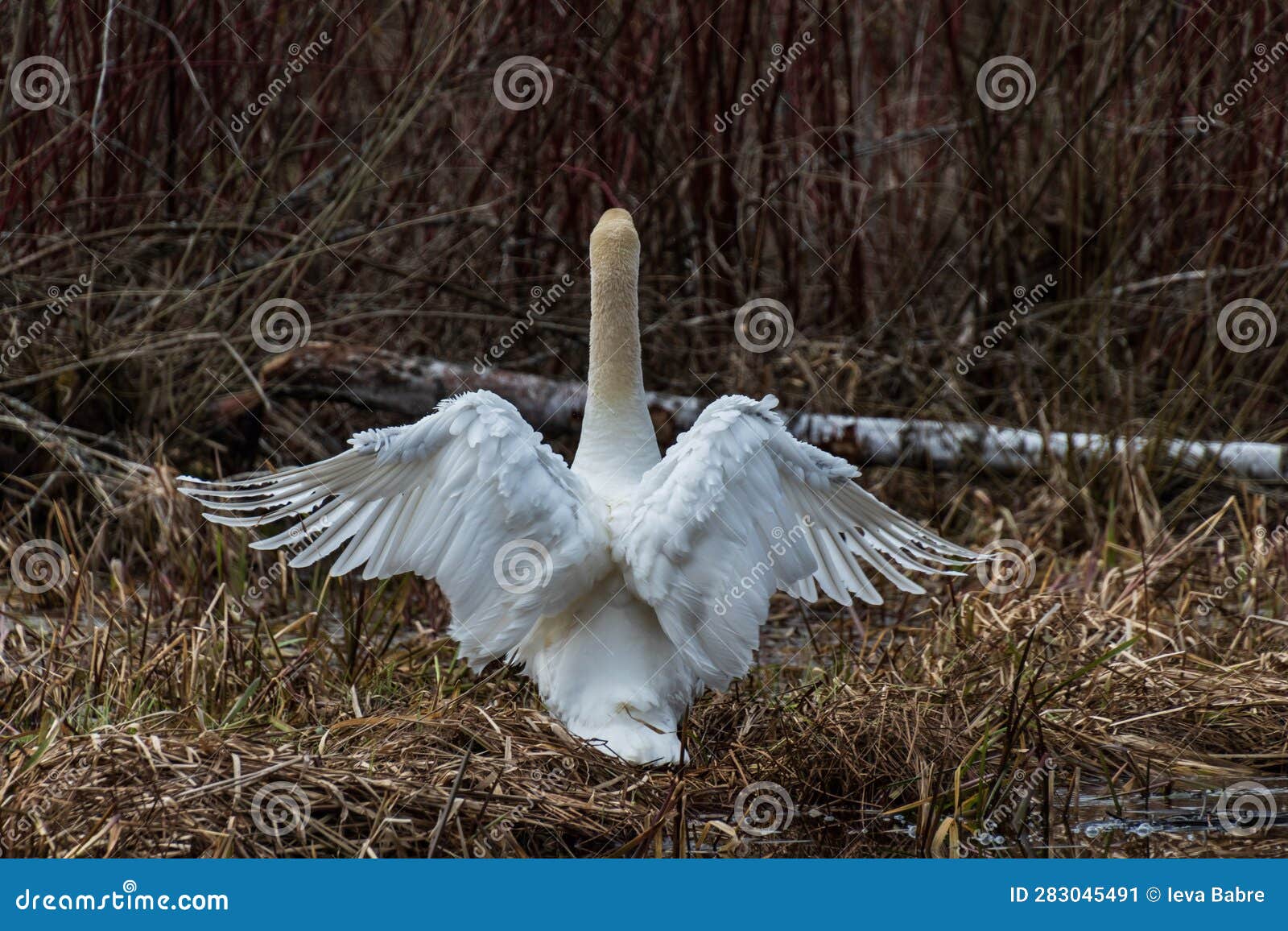 A White Swan Spread His Wings Wide Stock Image - Image of white, flaps ...