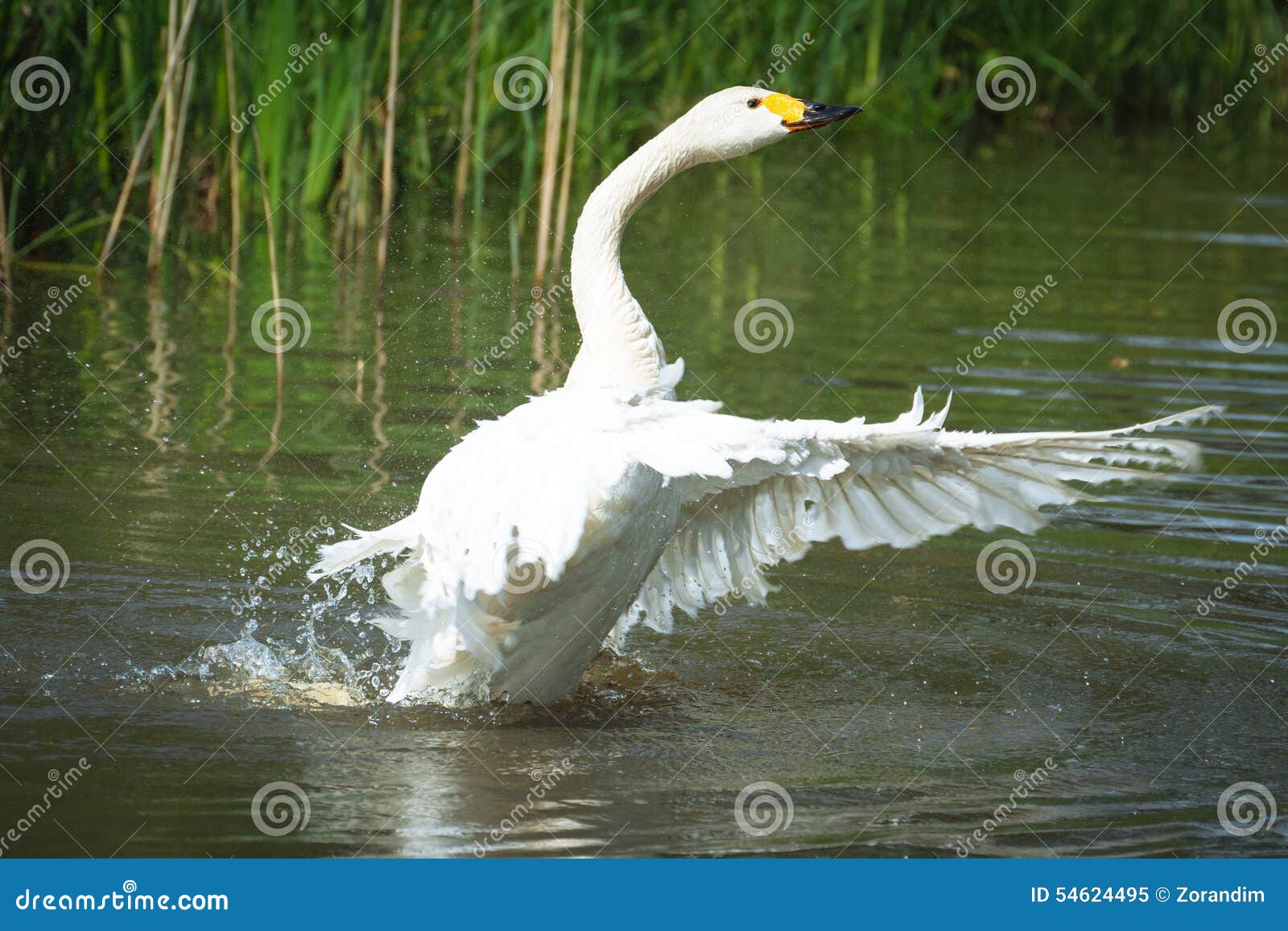 White swan stock image. Image of wildlife, landscape - 54624495