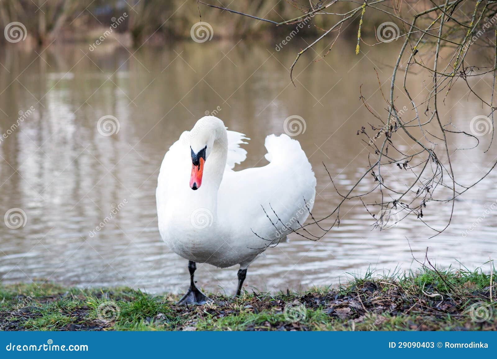 White Swan on a Spring Lake, Germany Stock Image - Image of animal ...