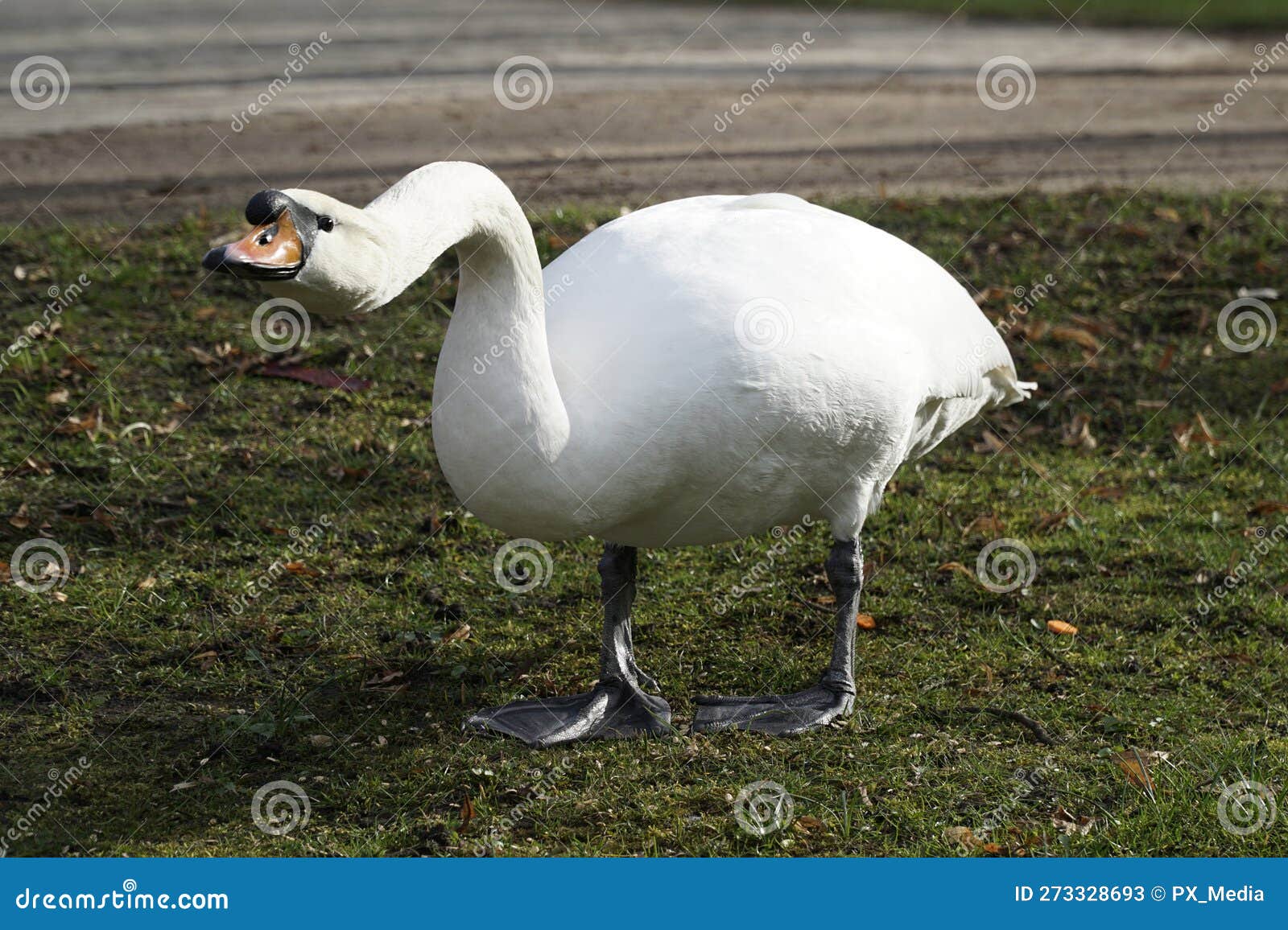 White Swan Standing on a Grass Stock Image - Image of single, wildlife ...