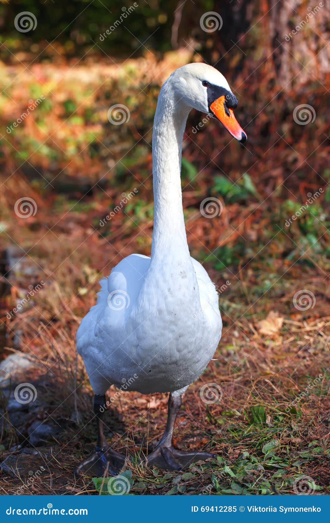 White Swan Standing on the Ground. Stock Image - Image of river, pond ...