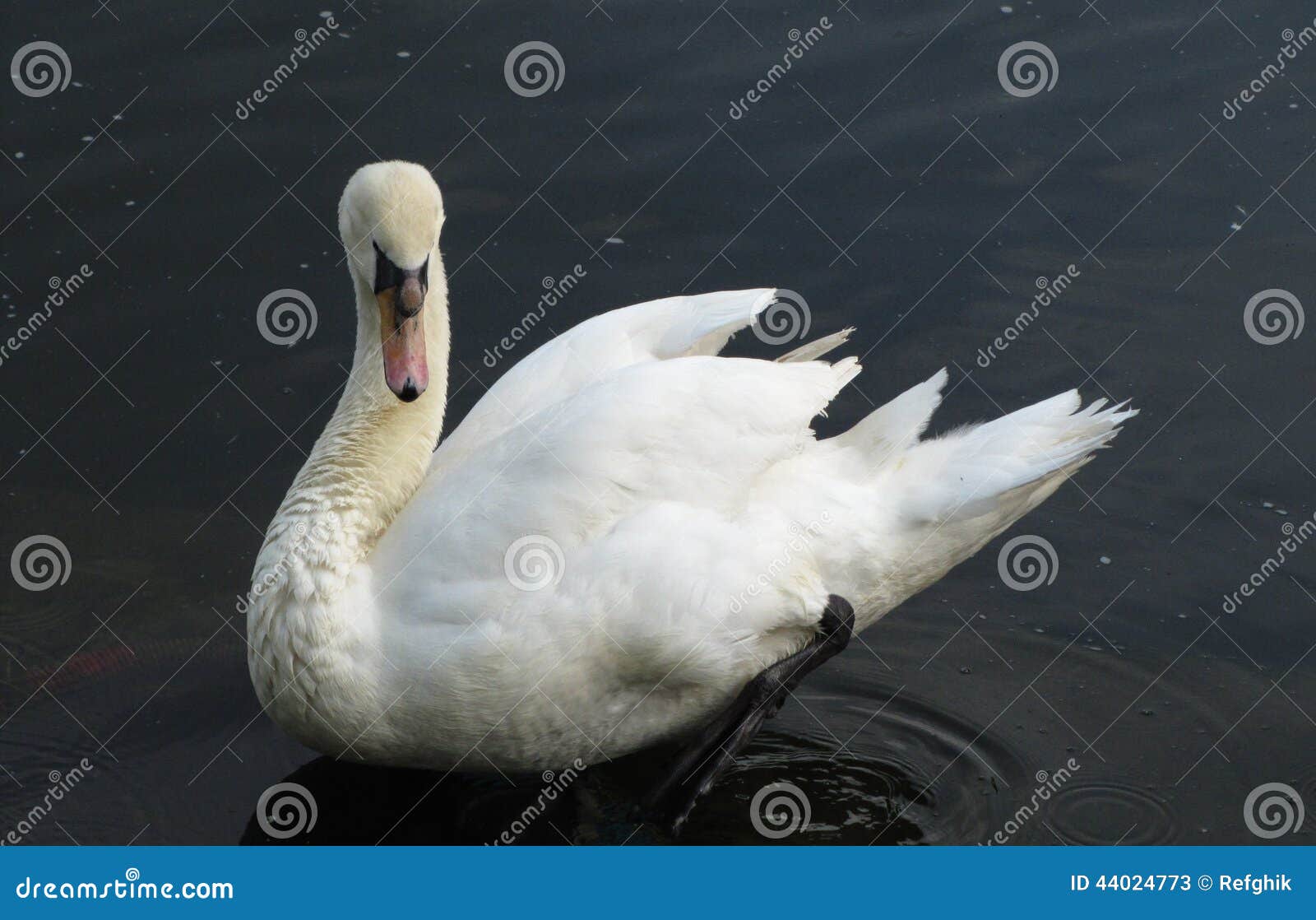 White swan stock image. Image of head, standing, arched - 44024773