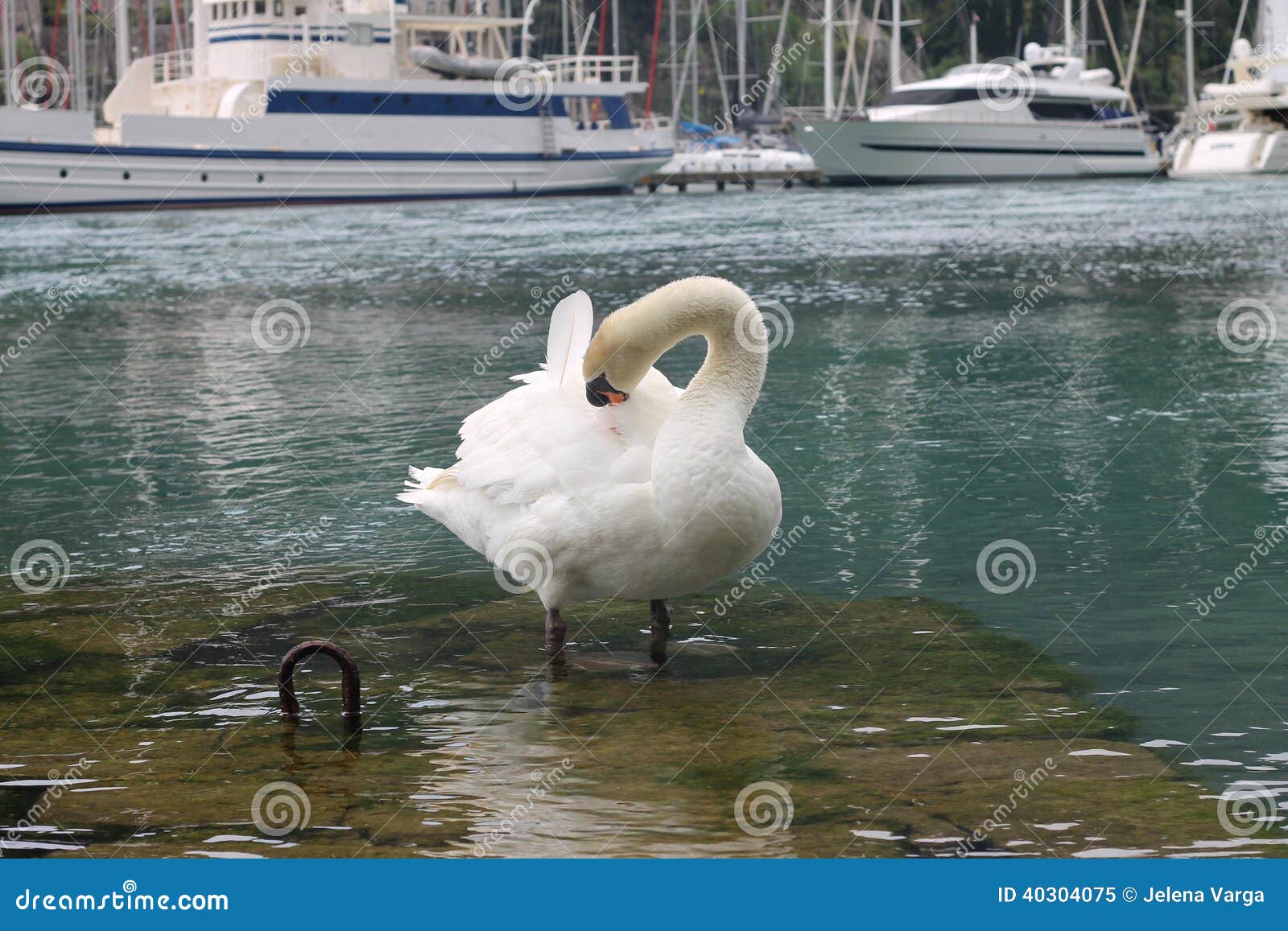 White swan stock image. Image of silence, outdoors, birds - 40304075