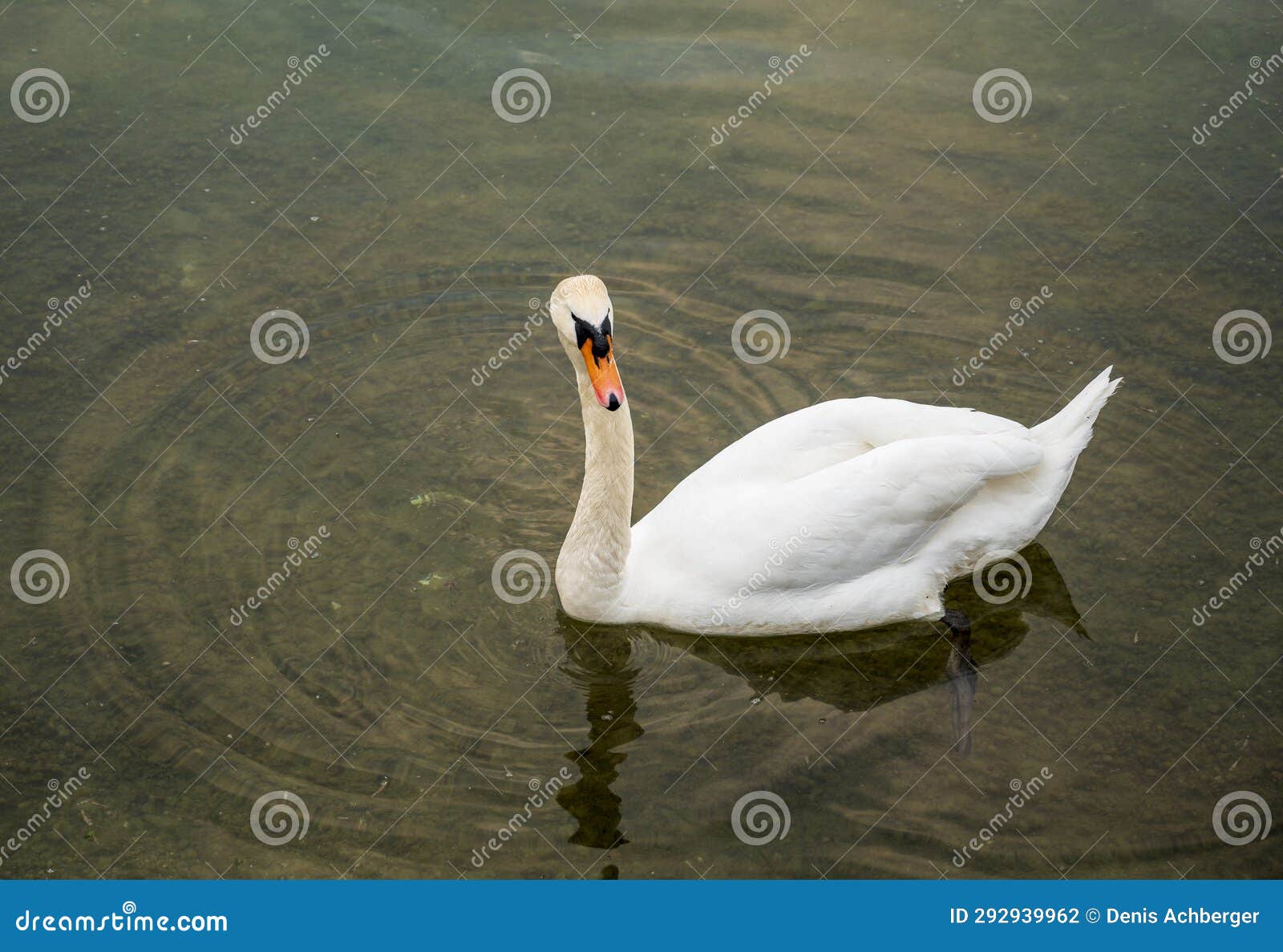 The Swan Floats in Shallow Water Stock Photo - Image of majestic, lake ...