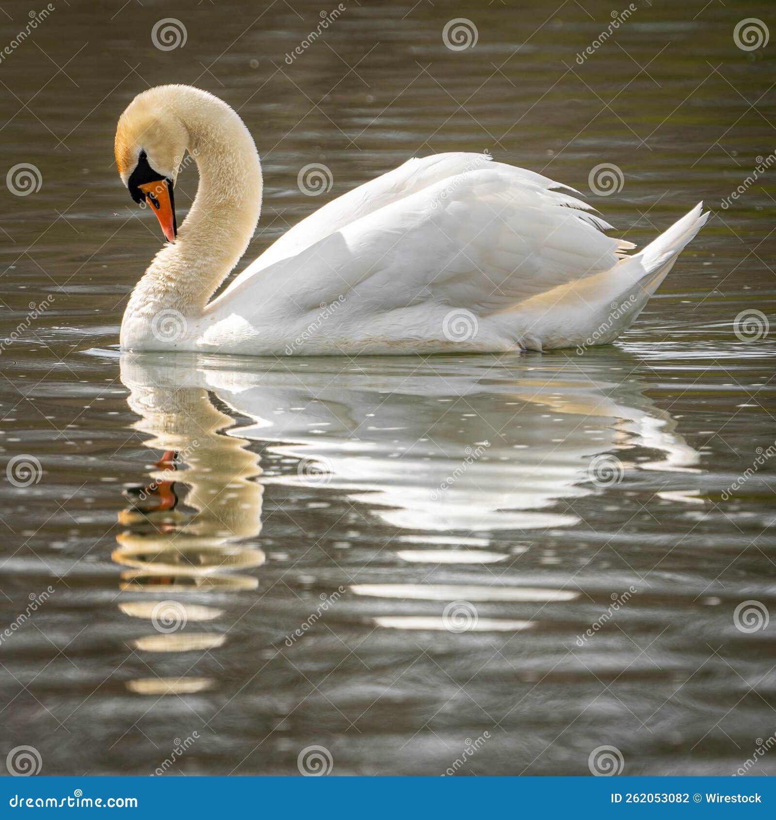 White Swan Swimming in the Lake Stock Photo - Image of calm, park ...
