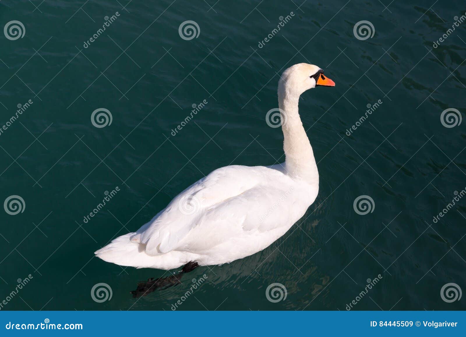 White Swan Swimming in a Lake. Stock Image - Image of wild, switzerland ...