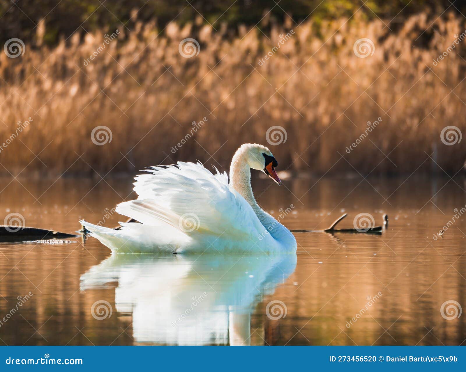 White Swan Swimming on the Lake in the Rays of the Rising Sun Stock ...