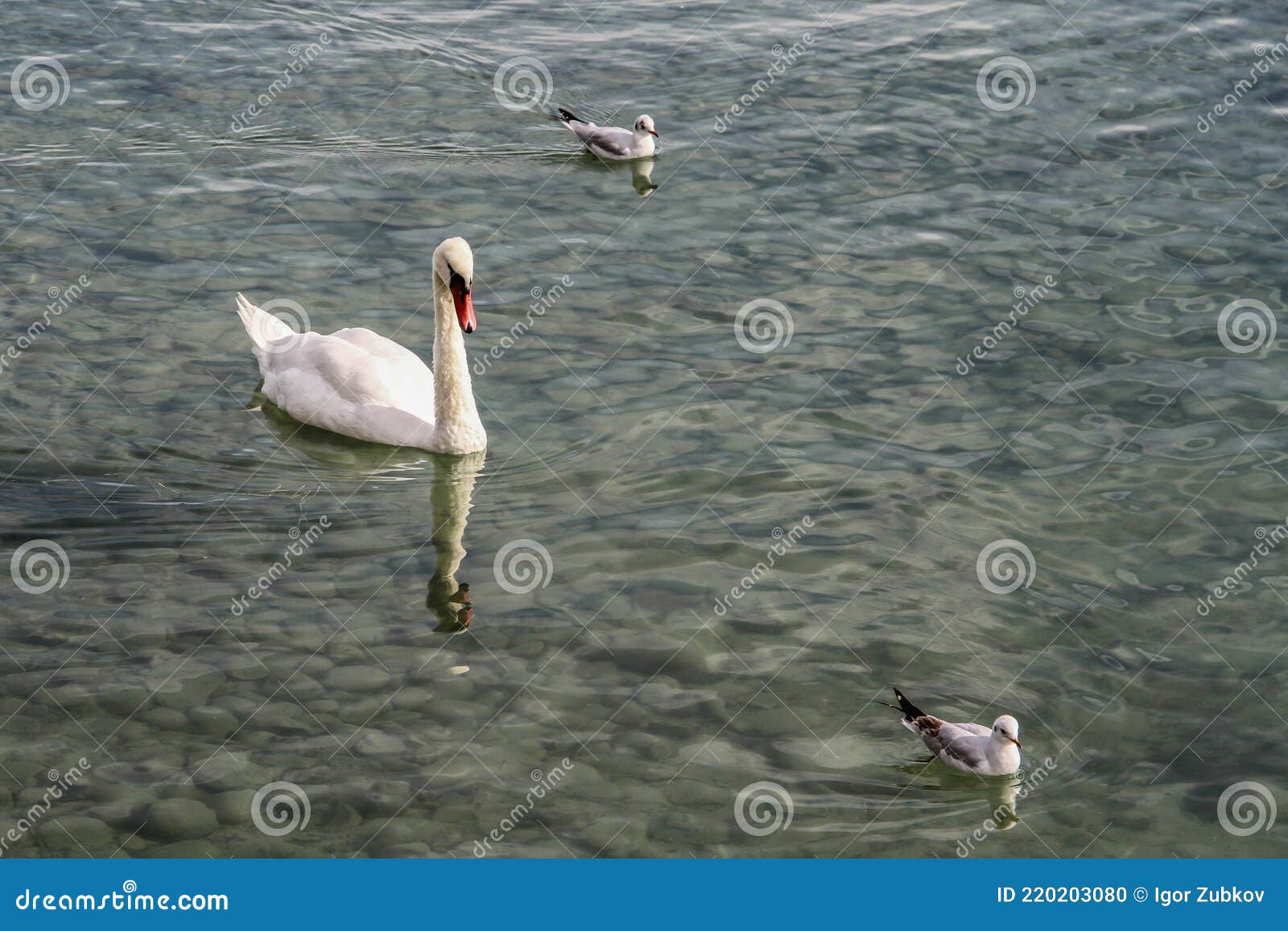 Two Seagulls Mating On The Shore Next To The Edge Of Water Stock ...