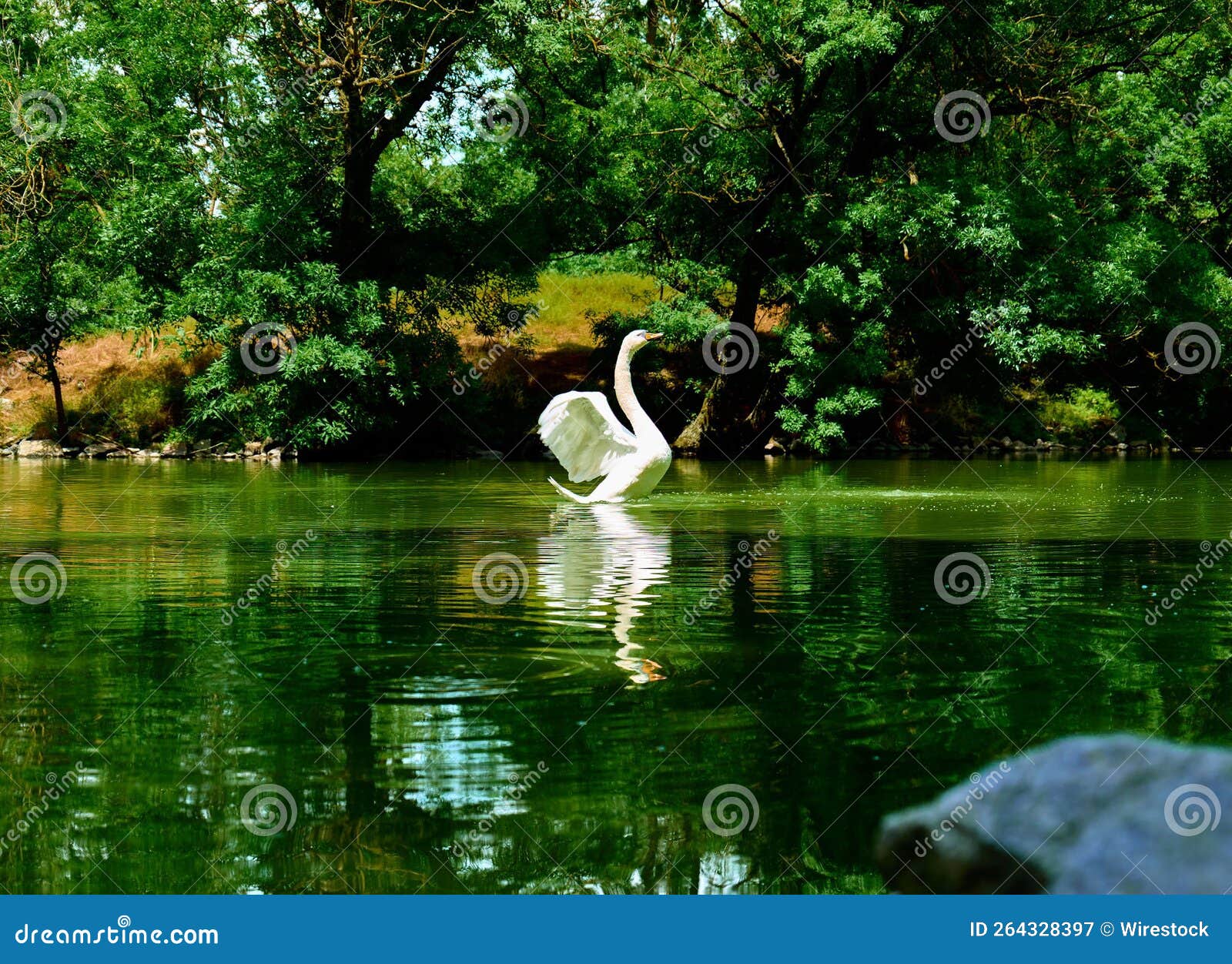 White Swan Swimming in Water Surrounded by Dense Trees Stock Image ...