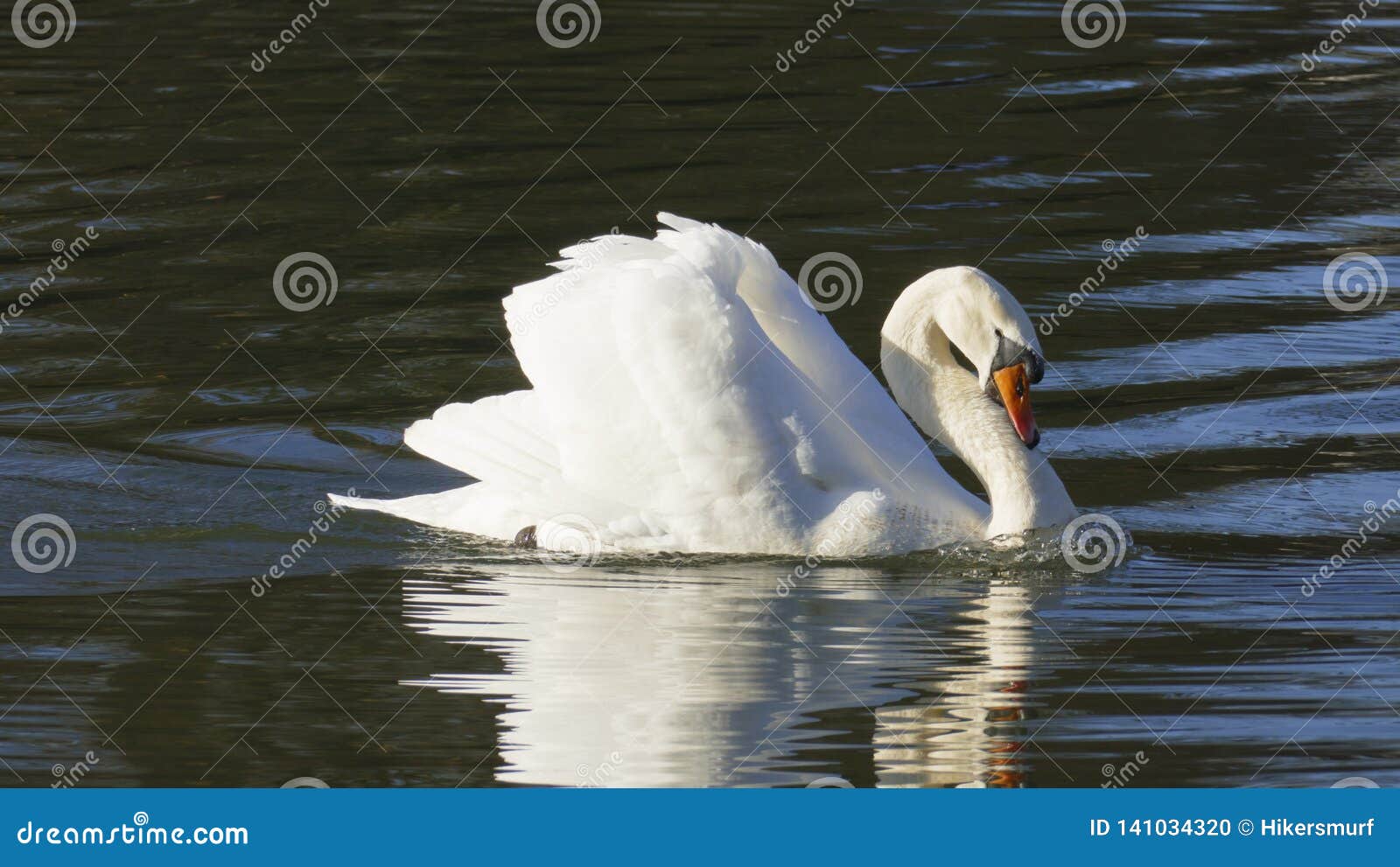 White Swan, Swims on a Lake, and Warms Himself that Suns Itself Stock ...