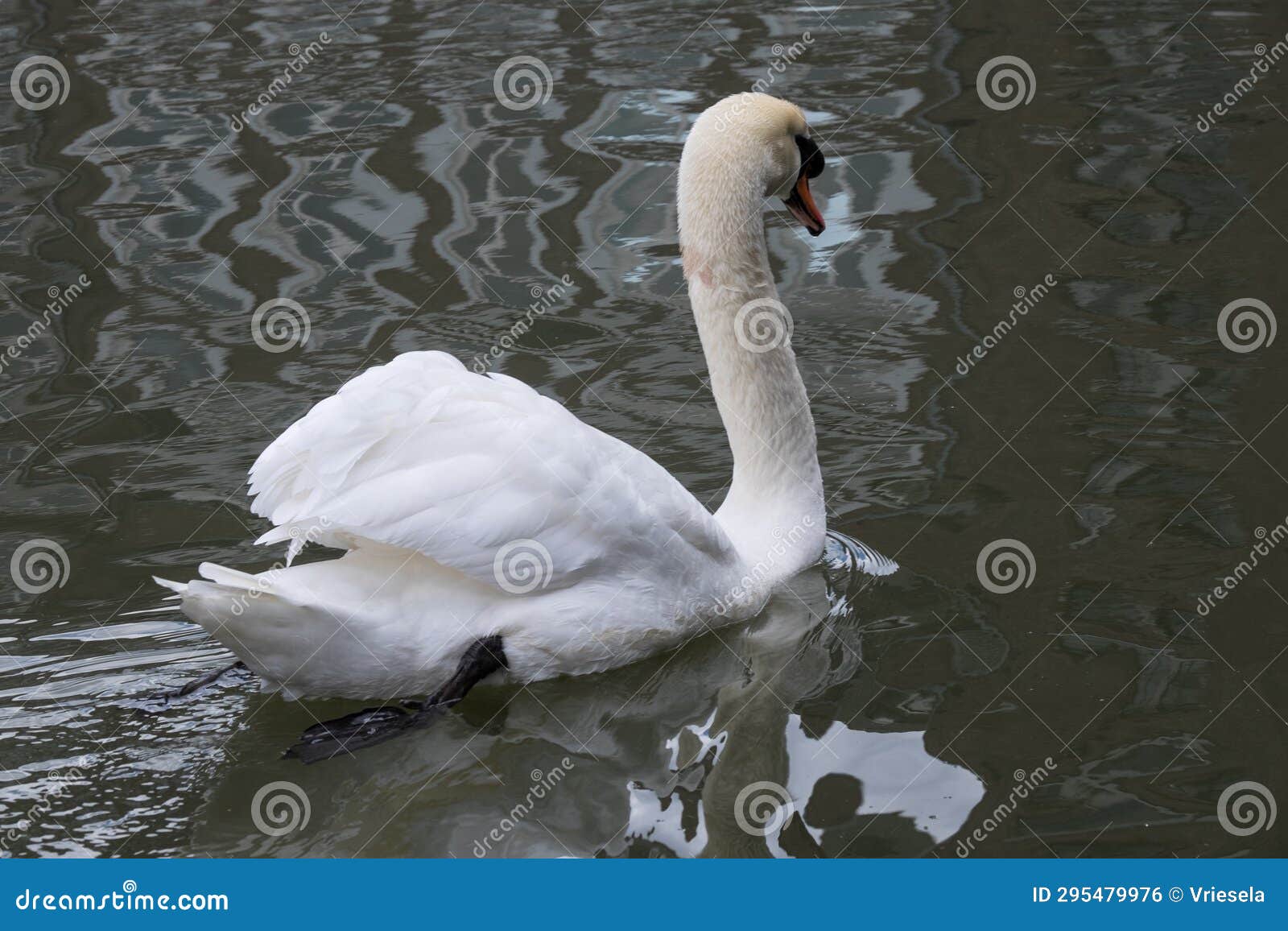 White Swan in Water Seen Obliquely from Behind Stock Photo - Image of ...