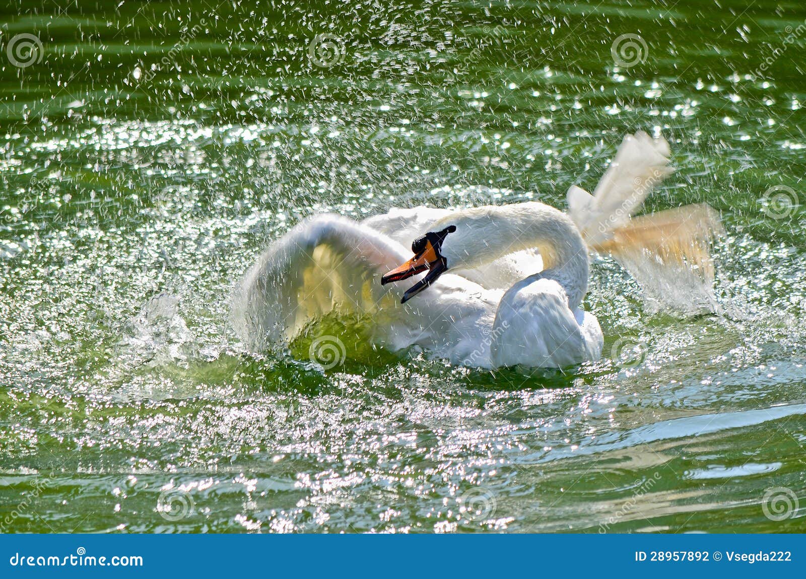 White Swan. Water. Spray. stock photo. Image of birds - 28957892