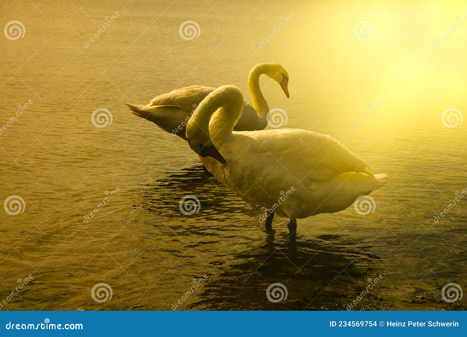 White Swan in the Water and Sunlight Stock Photo - Image of animal ...