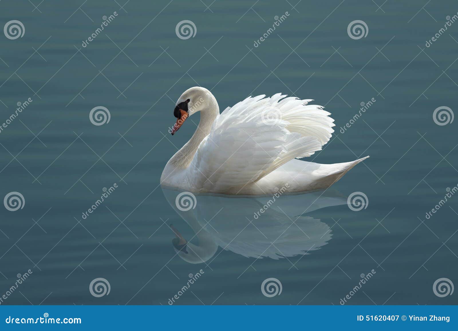 One White Swan Floats On The Water Of The Pond. Silhouettes Of Large ...
