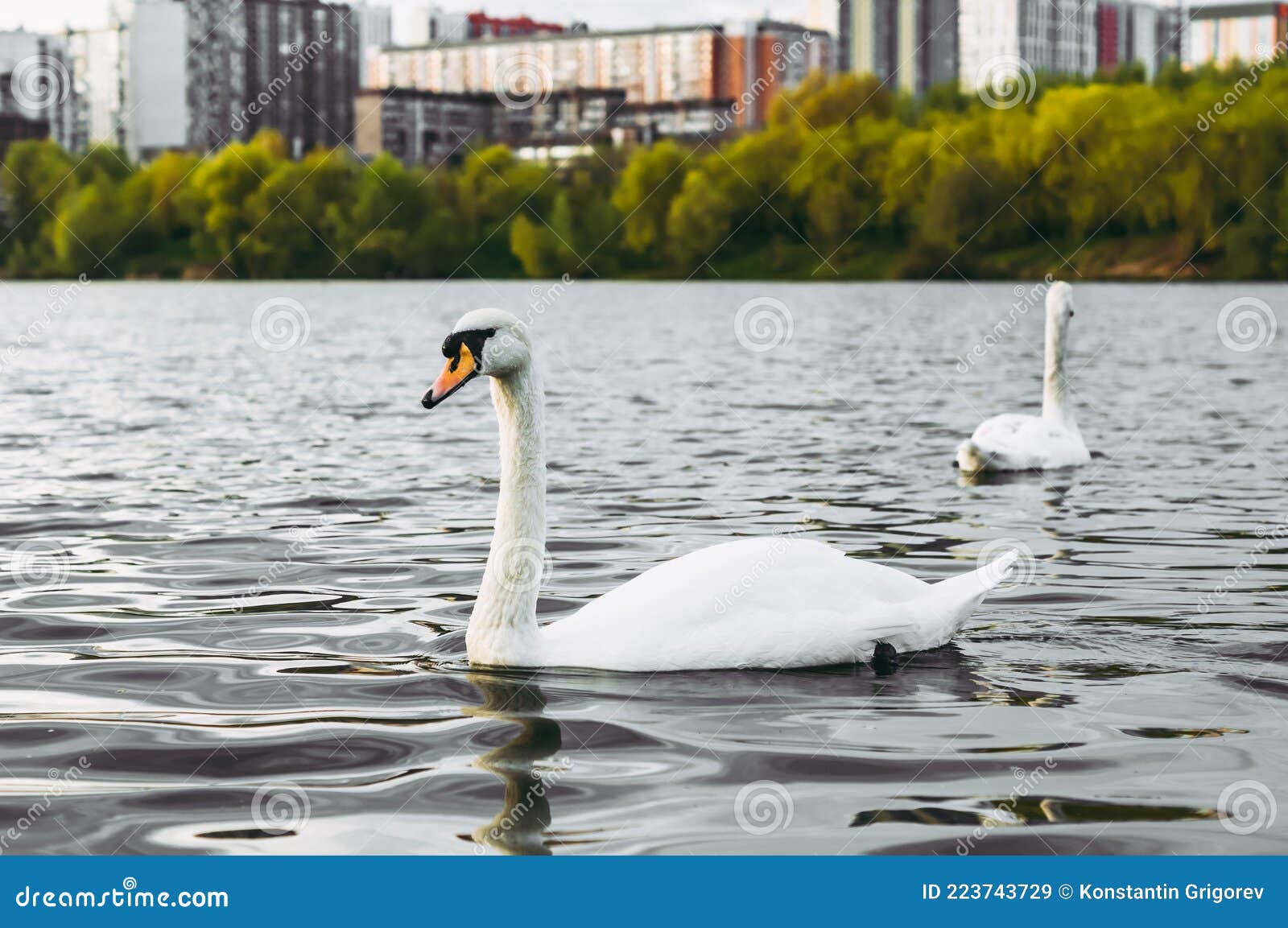 White Swan on the Water Surface. Front View of Elegant Waterfowl Stock ...