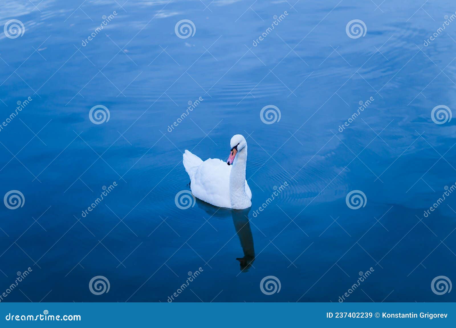 White Swan Portrait. Front View of Elegant Waterfowl on the Water ...