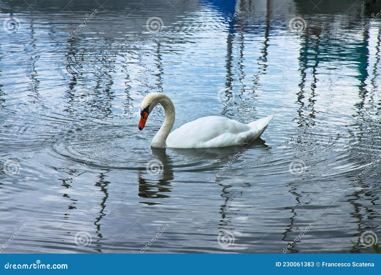 White Swan in Blue Background - Toned Image Stock Image - Image of ...