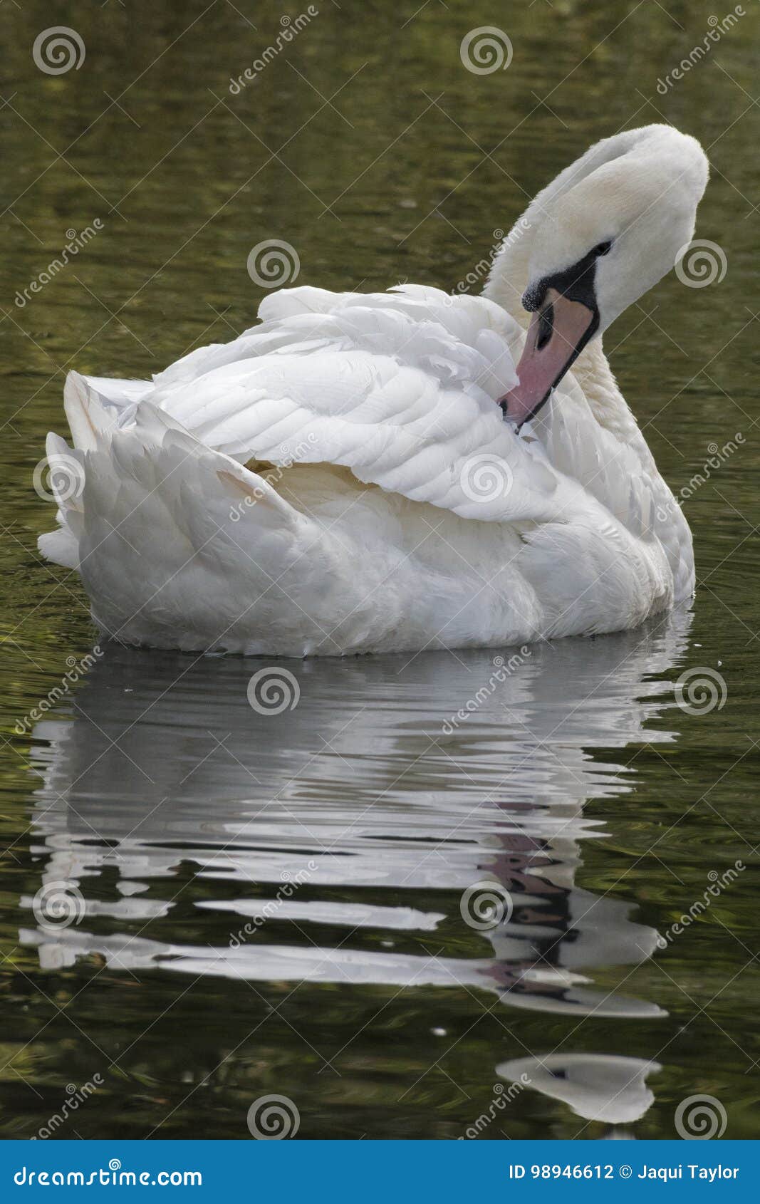 A white swan stock photo. Image of feathers, looking - 98946612