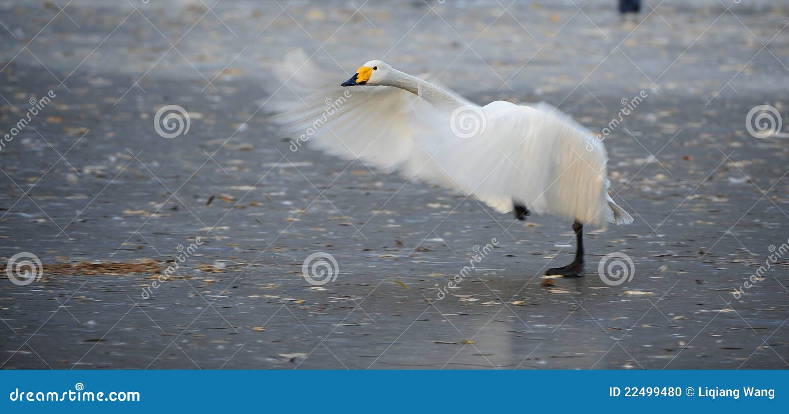 White Swan wings stock photo. Image of material, beauty - 22499480