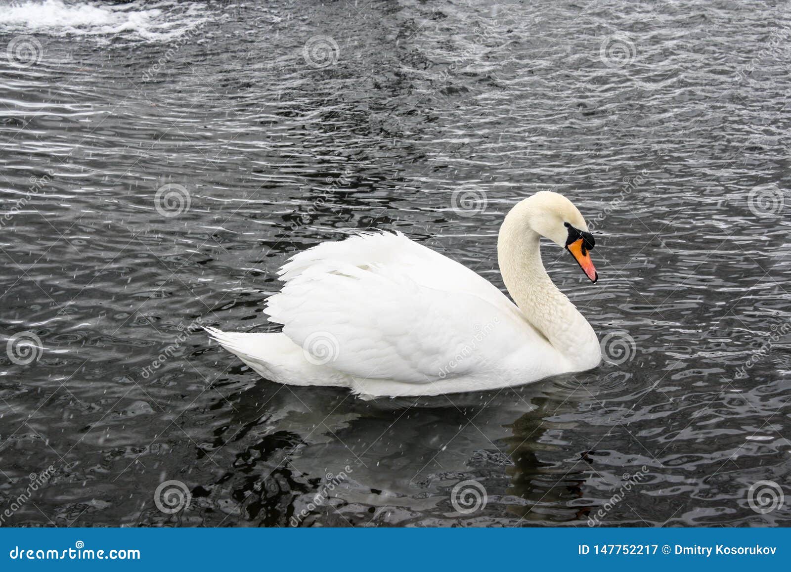 White Swan on a Winter Pond Stock Image - Image of elegant, idyllic ...