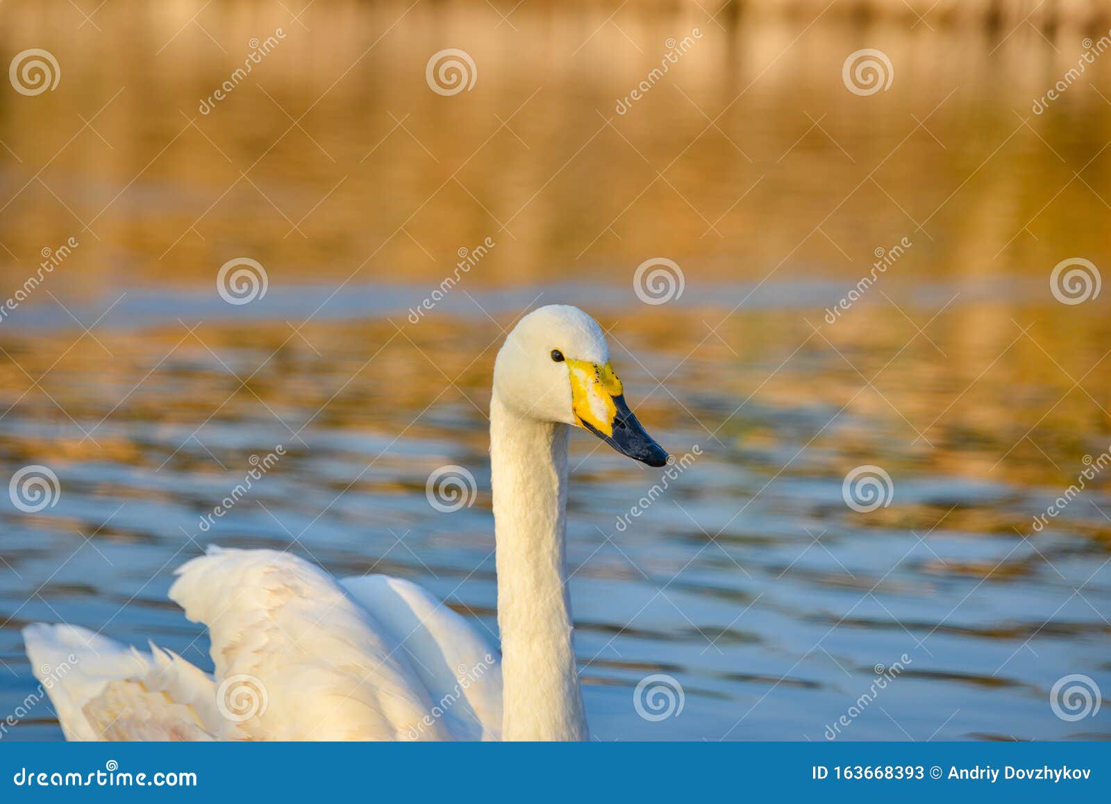 A White Swan with a Yellow Beak Swims on the Lake Stock Image - Image ...