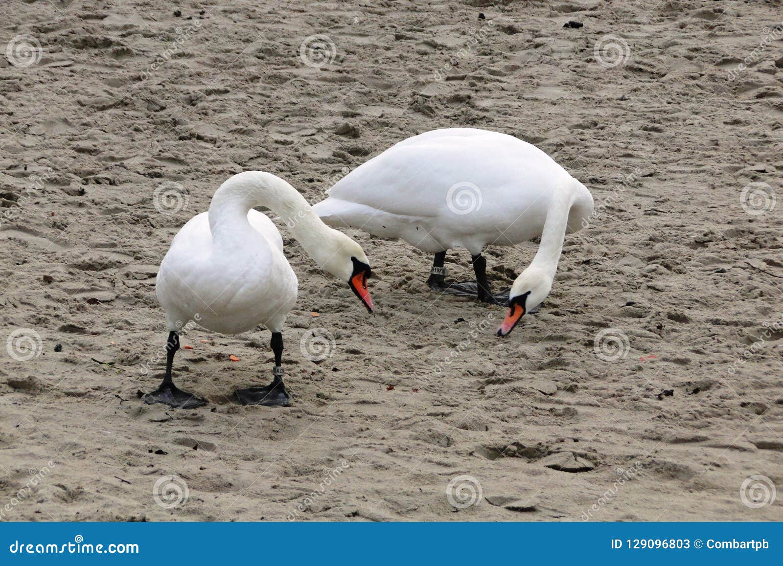 White swans on a beach stock image. Image of swan, pond - 129096803