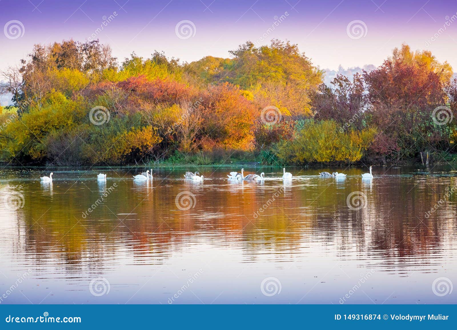 White Swans Float Along the Clear Water of the River, Which Reflects ...