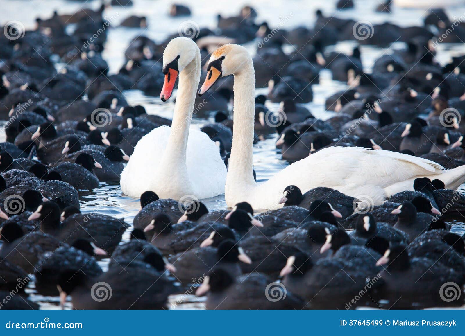 White Swans on a Lake, Around Many Coots. Stock Image - Image of ...