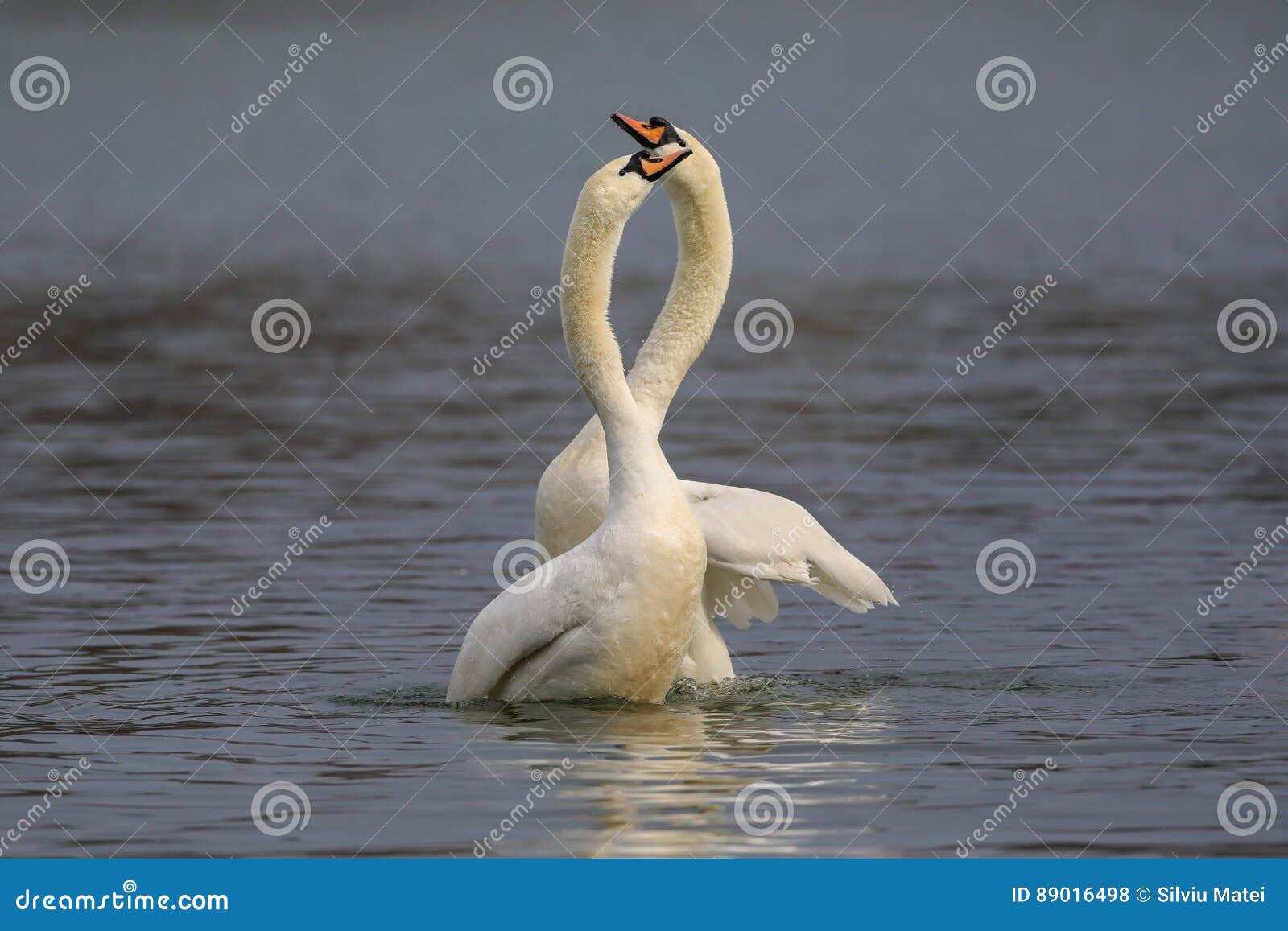 White swans on the lake stock photo. Image of swans, wilderness - 89016498