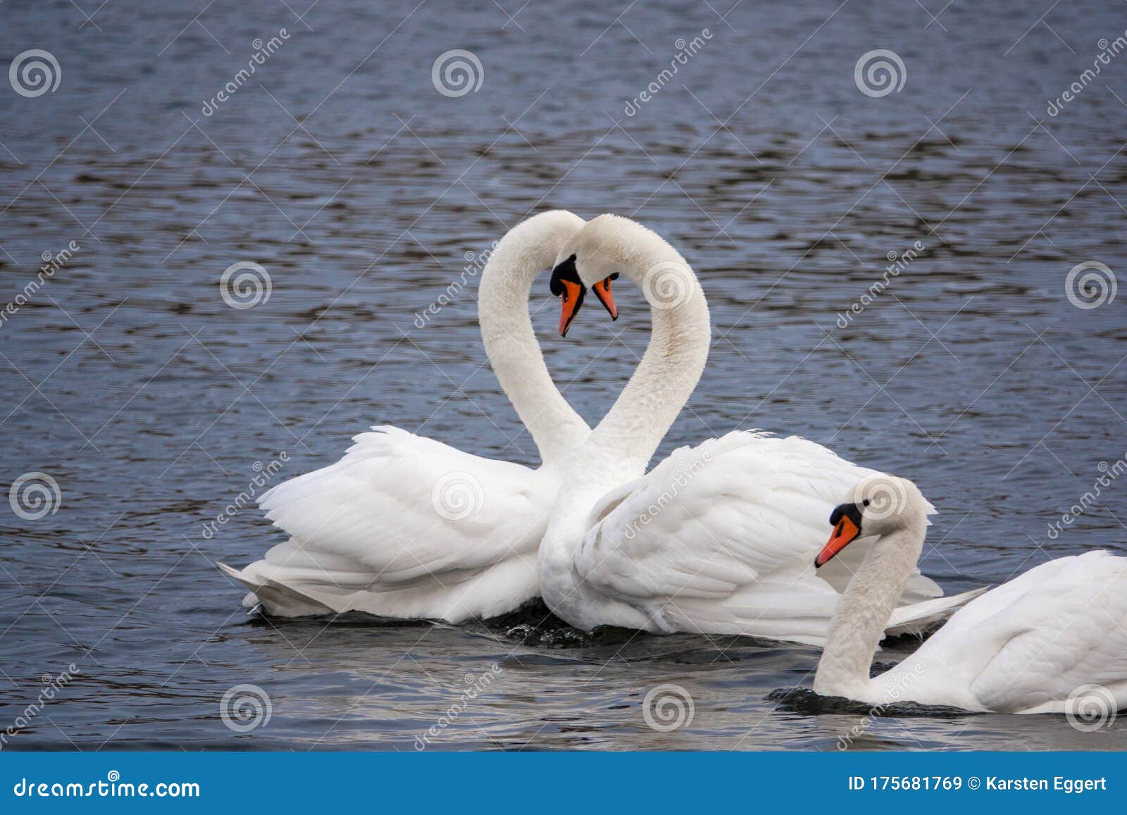 2white Swans in Love Courting on a Lake Stock Image - Image of pond ...