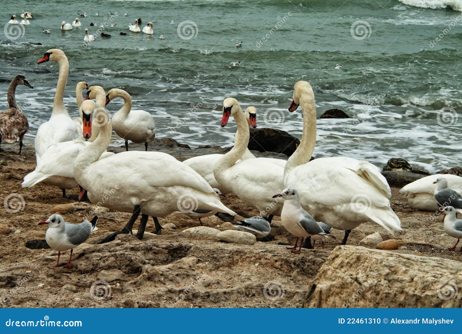 White Swans on Rocky Seashore Stock Photo - Image of herbivorous, surf ...