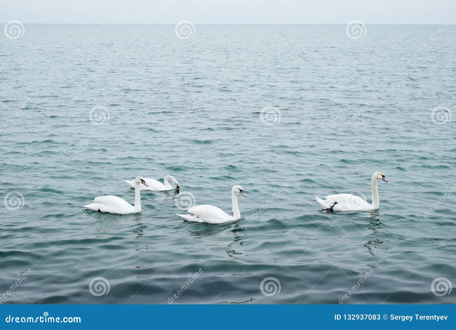White swans in the sea stock image. Image of color, white - 132937083