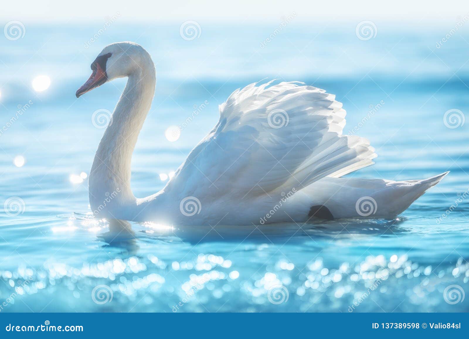 White Swan in Calm Sea Water, Beautiful Sunrise Shot Stock Photo ...