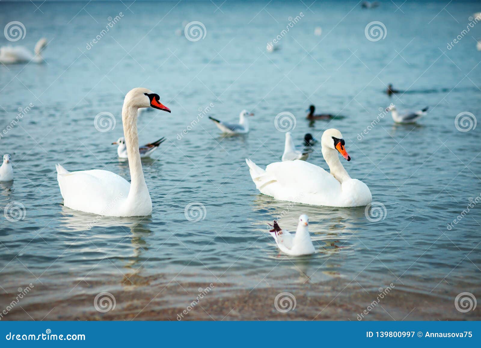 White Swans on the Sea. Wildlife. Ocean. Stock Image - Image of grace ...