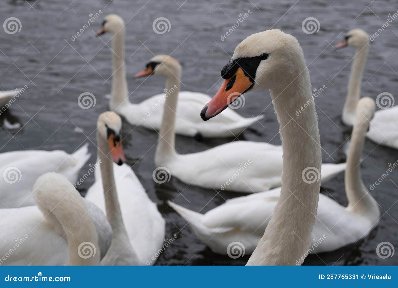 White Swans Swim Side by Side in a Pond Stock Image - Image of ...