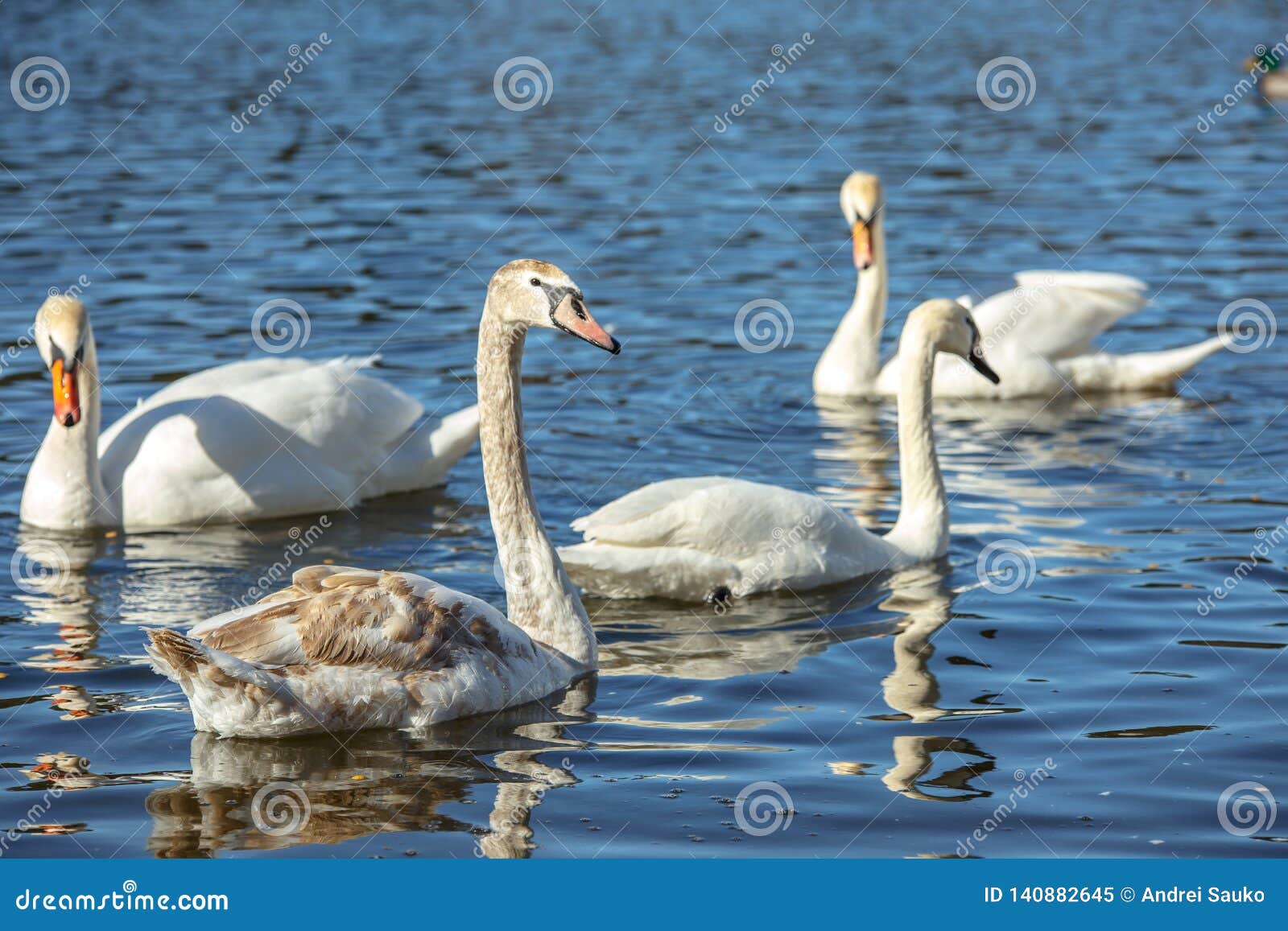 White Swans Swim on the Surface of the Lake Stock Image - Image of ...