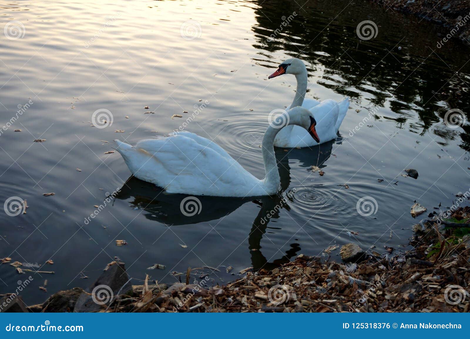White Swans Swimming in a Pond. Stock Photo - Image of beauty ...