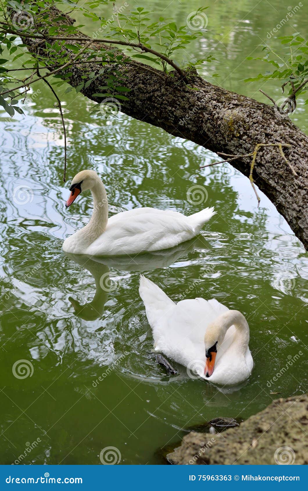 White Swans Swimming in a Pond. Stock Image - Image of water, swans ...