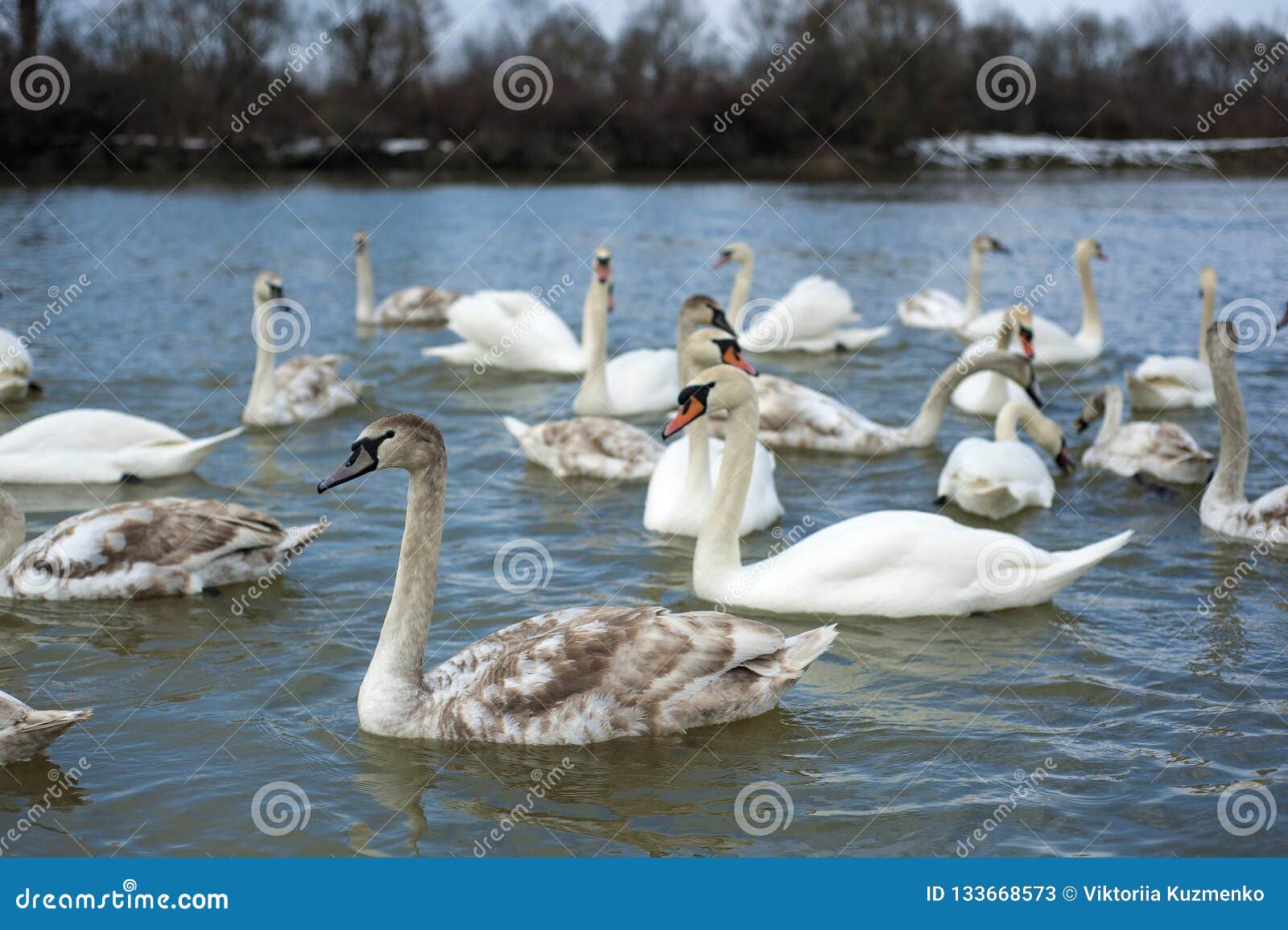 White Swans Swimming in River Water in the Early Spring. Stock Image ...