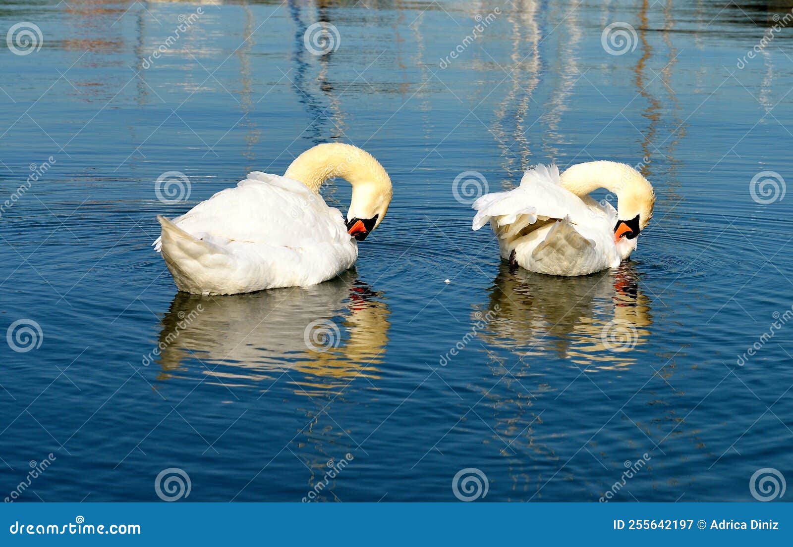 White swans stock image. Image of white, blue, swans - 255642197