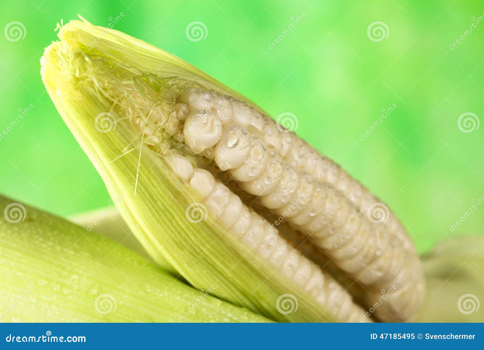 White Sweet Corn Cob stock image. Image of horizontal - 47185495