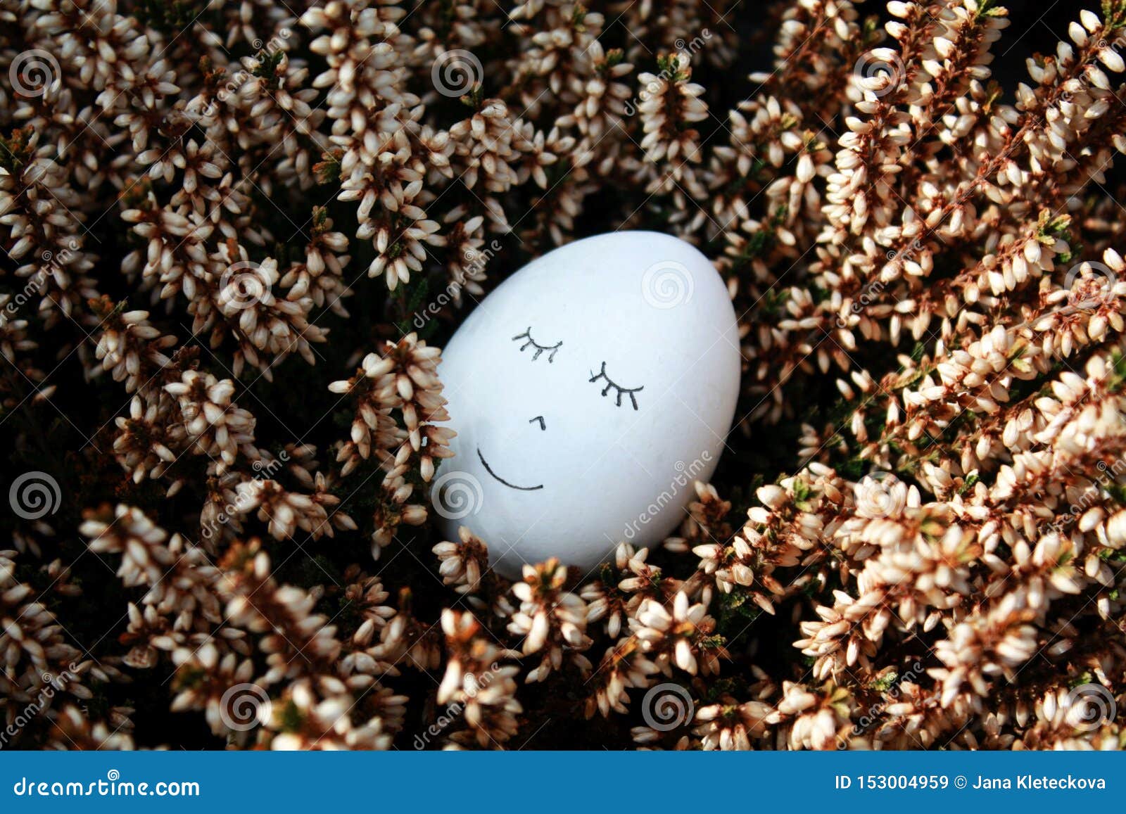 White Sweet Dormant Sleeping Egg in Heather Plant Flowers in Easter ...