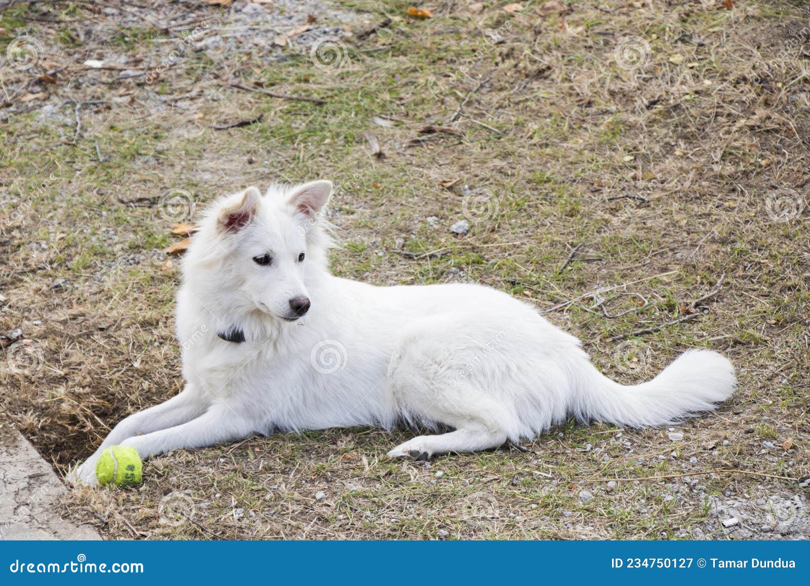 White Swiss Shepard, White Dog Stock Image - Image of happy, white ...